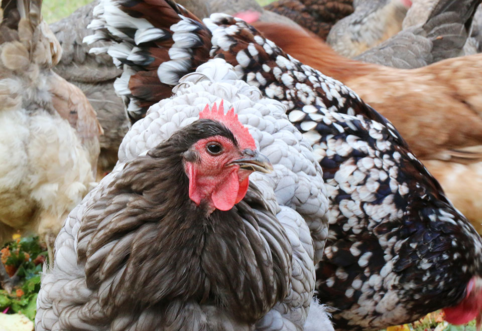 Good Goog Eggs from heritage hens - The chicken comes first