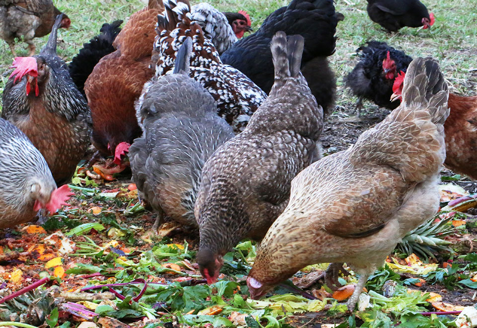 Good Goog Eggs from heritage hens - The chicken comes first